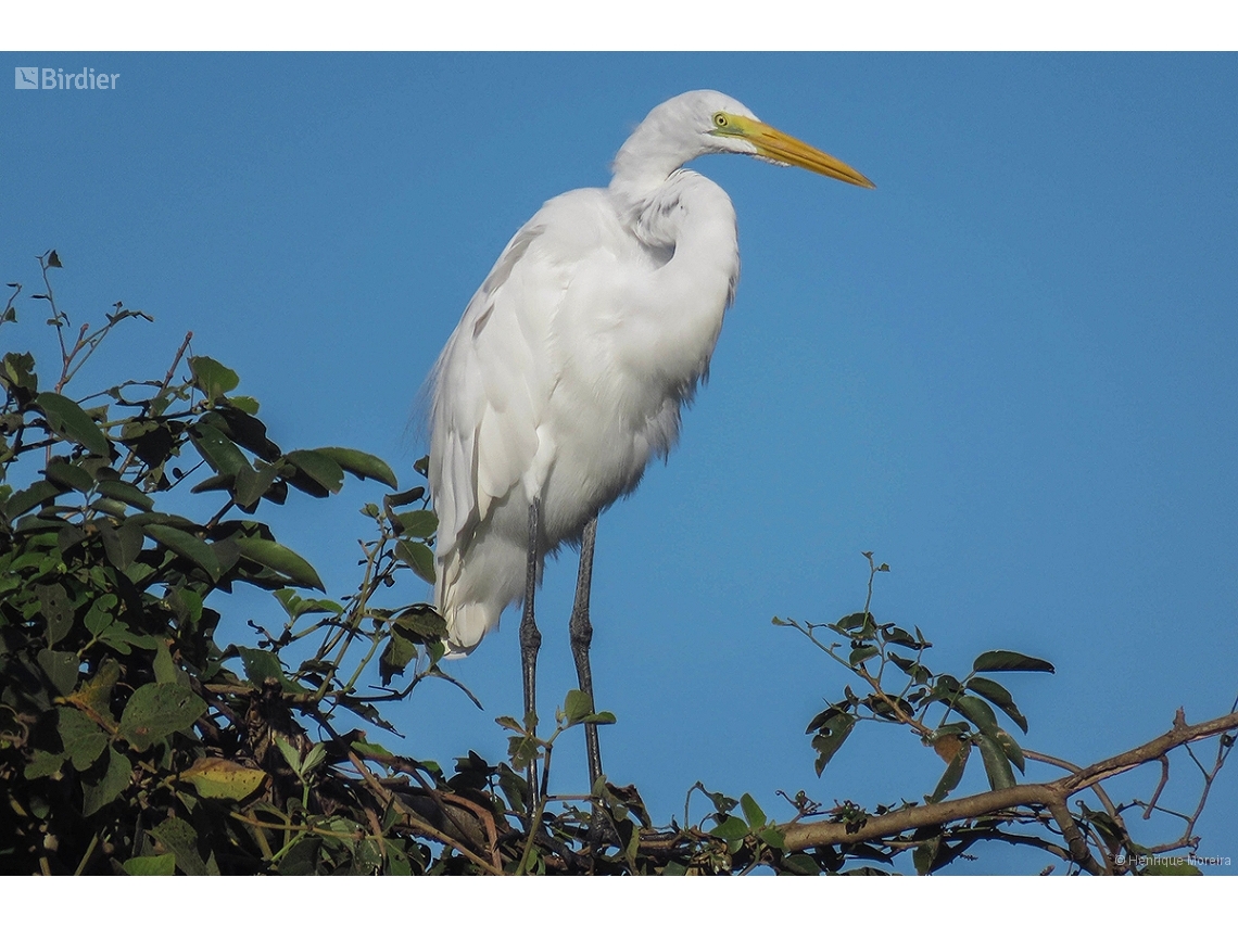 Ardea alba (Great Egret) by Henrique Moreira • Birdier