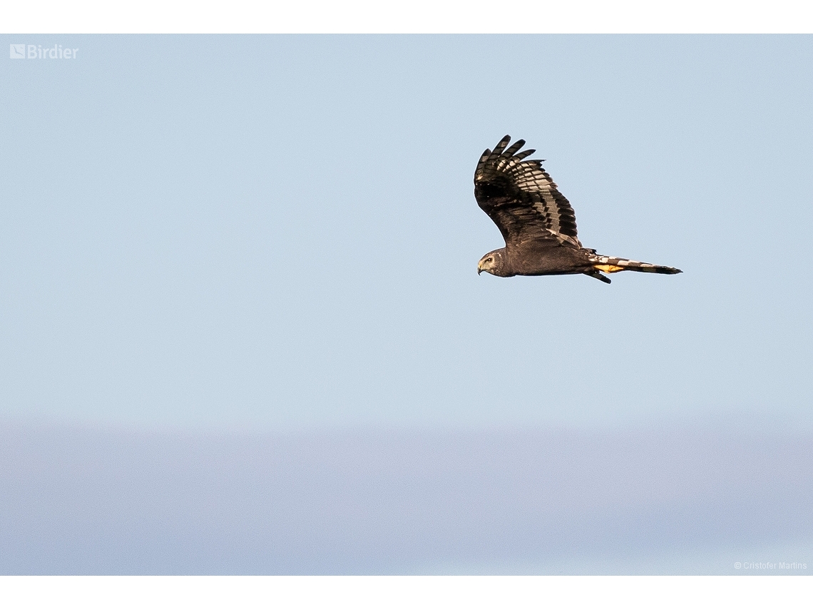 Circus buffoni (Long-winged Harrier) by Cristofer Martins • Birdier
