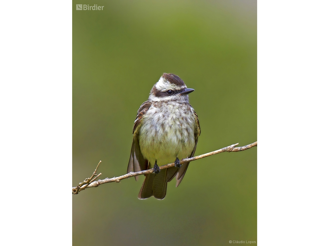 Empidonomus varius (Variegated Flycatcher) by Cláudio Lopes • Birdier