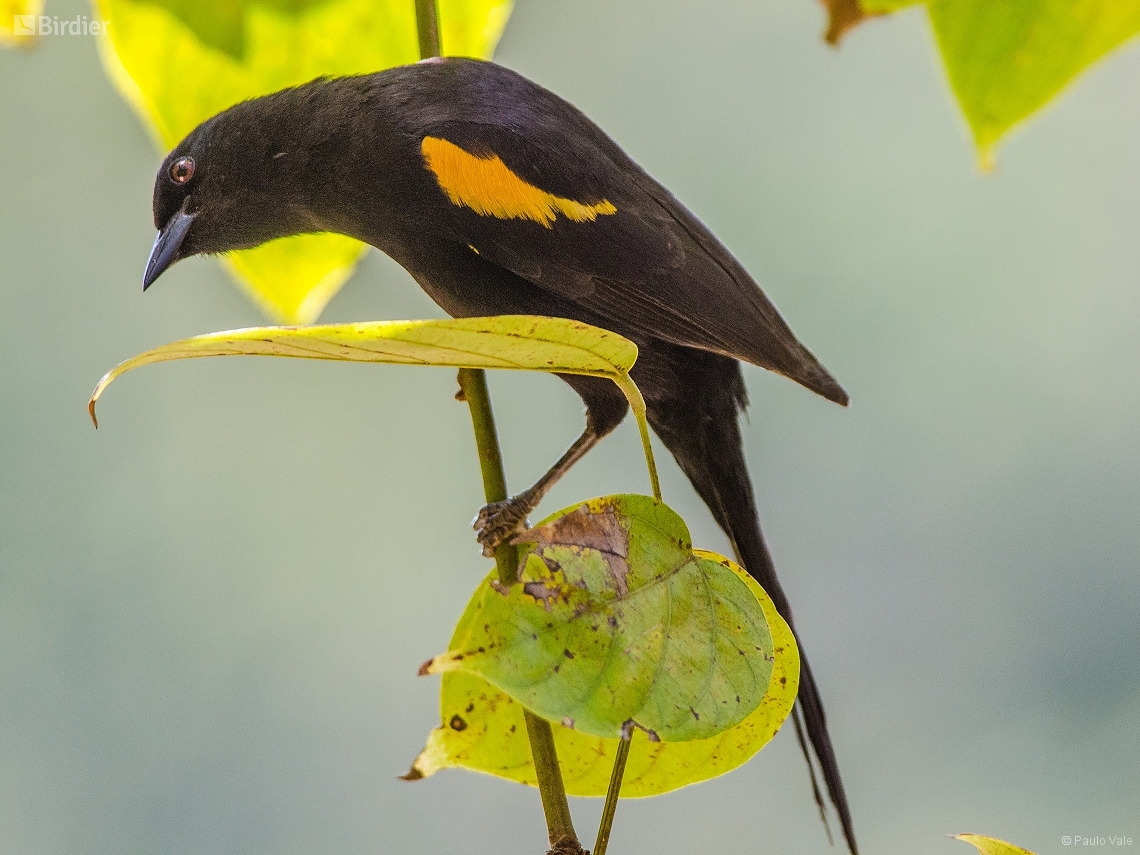 Icterus pyrrhopterus (Variable Oriole) by Paulo Vale • Birdier