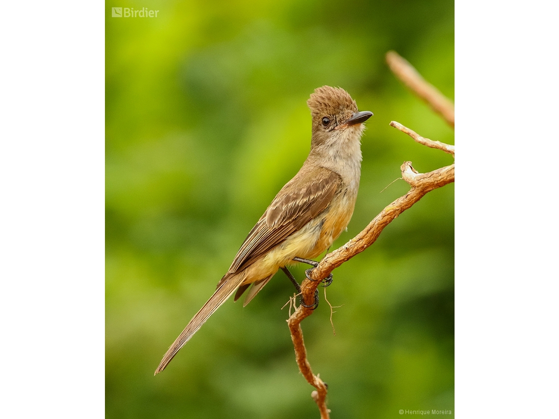 Myiarchus swainsoni (Swainson's Flycatcher) by Henrique Moreira • Birdier