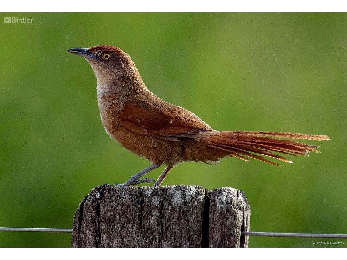 Phacellodomus ruber (Greater Thornbird) by André Mendonça • Birdier
