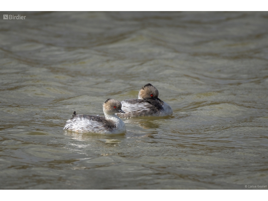 Podiceps occipitalis (Silvery Grebe) by Carlos Goulart • Birdier