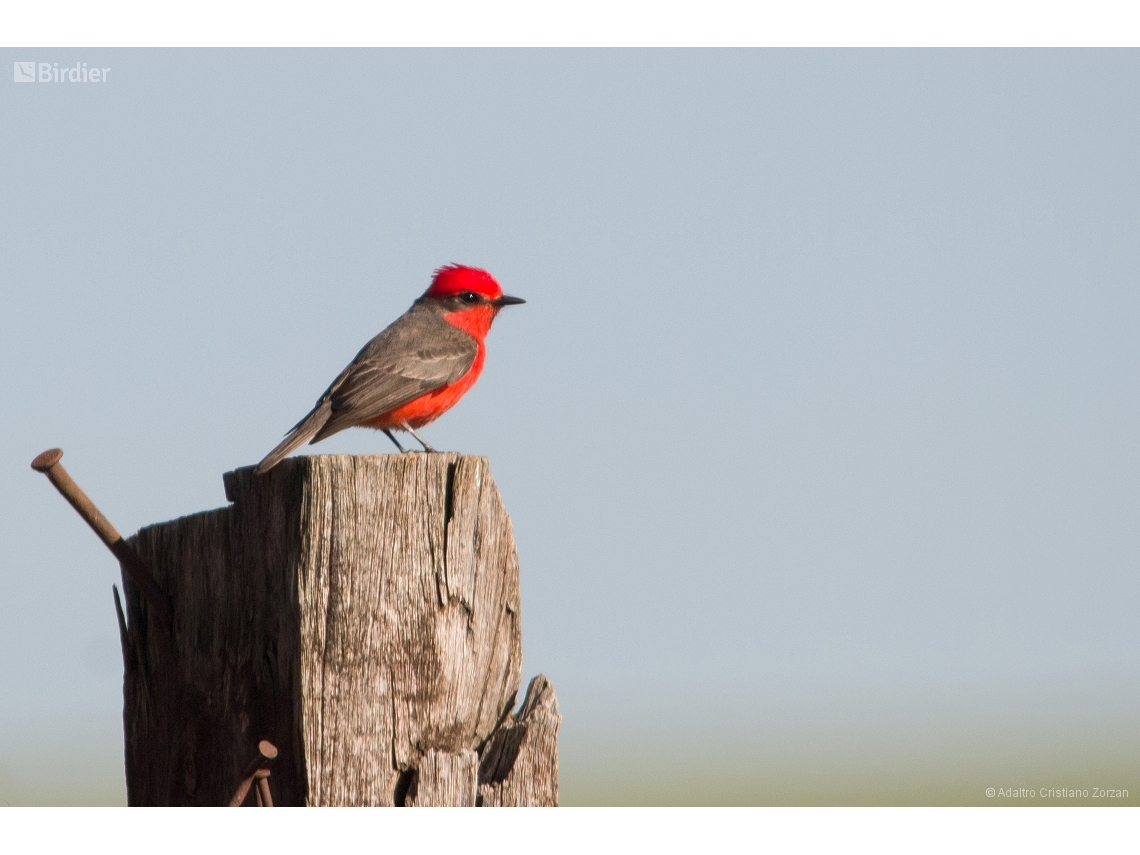 Pyrocephalus rubinus (Vermilion Flycatcher) by Adaltro Cristiano Zorzan ...