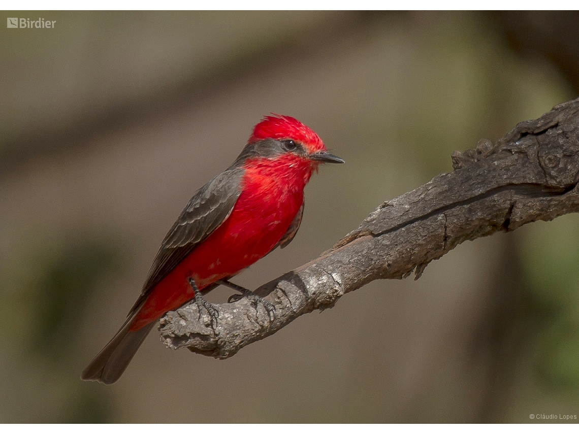 Pyrocephalus rubinus (Vermilion Flycatcher) by Cláudio Lopes • Birdier