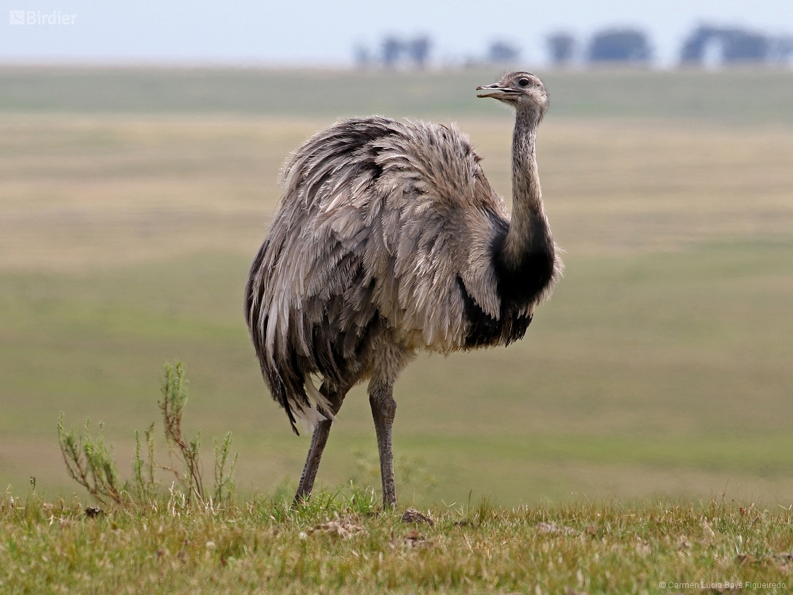 Rhea americana (Greater Rhea) by Carmen Lúcia Bays Figueiredo • Birdier