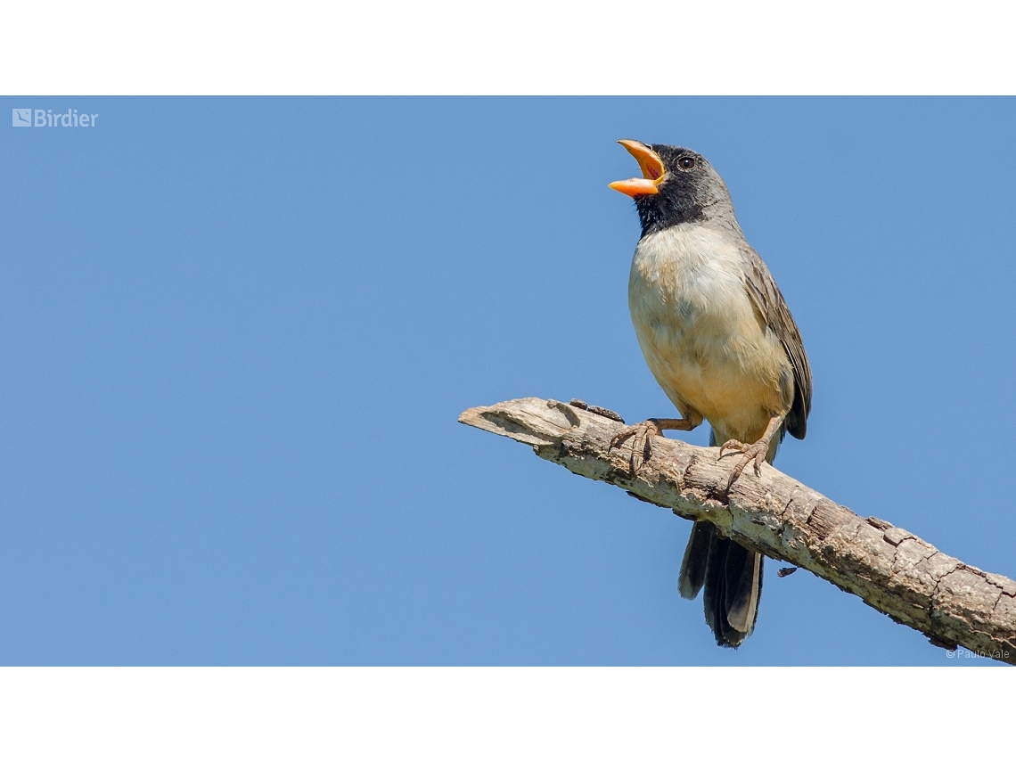 Saltatricula atricollis (Black-throated Saltator) by Paulo Vale • Birdier