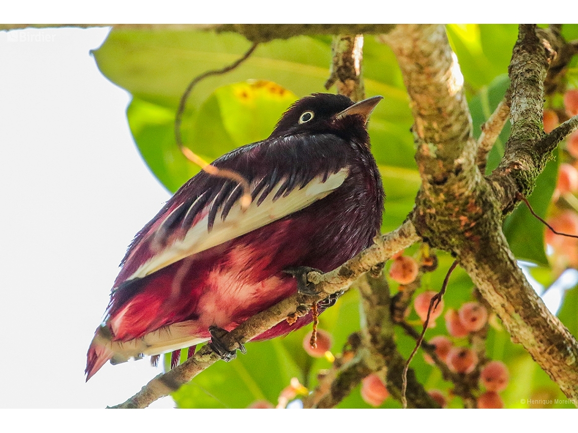 Xipholena punicea (Pompadour Cotinga) by Henrique Moreira • Birdier