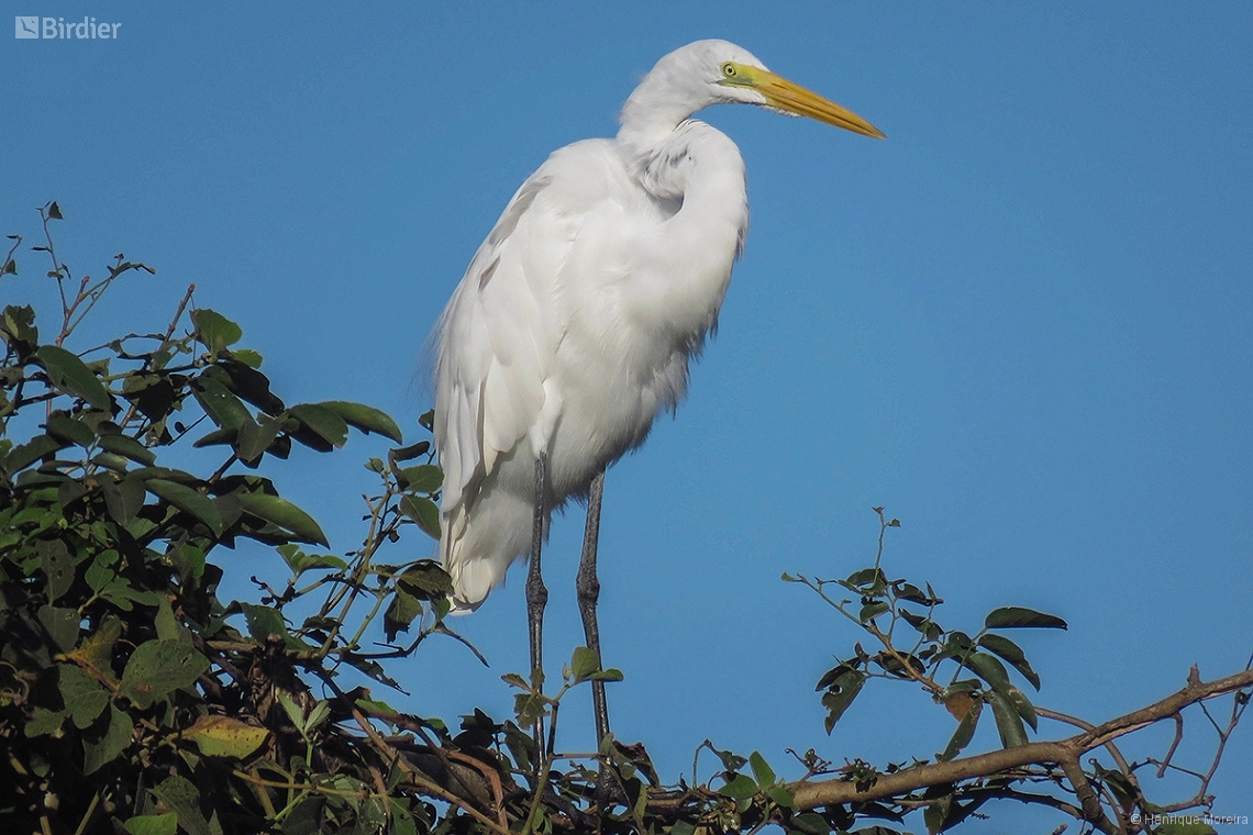 Ardea alba (Great Egret) by Henrique Moreira • Birdier