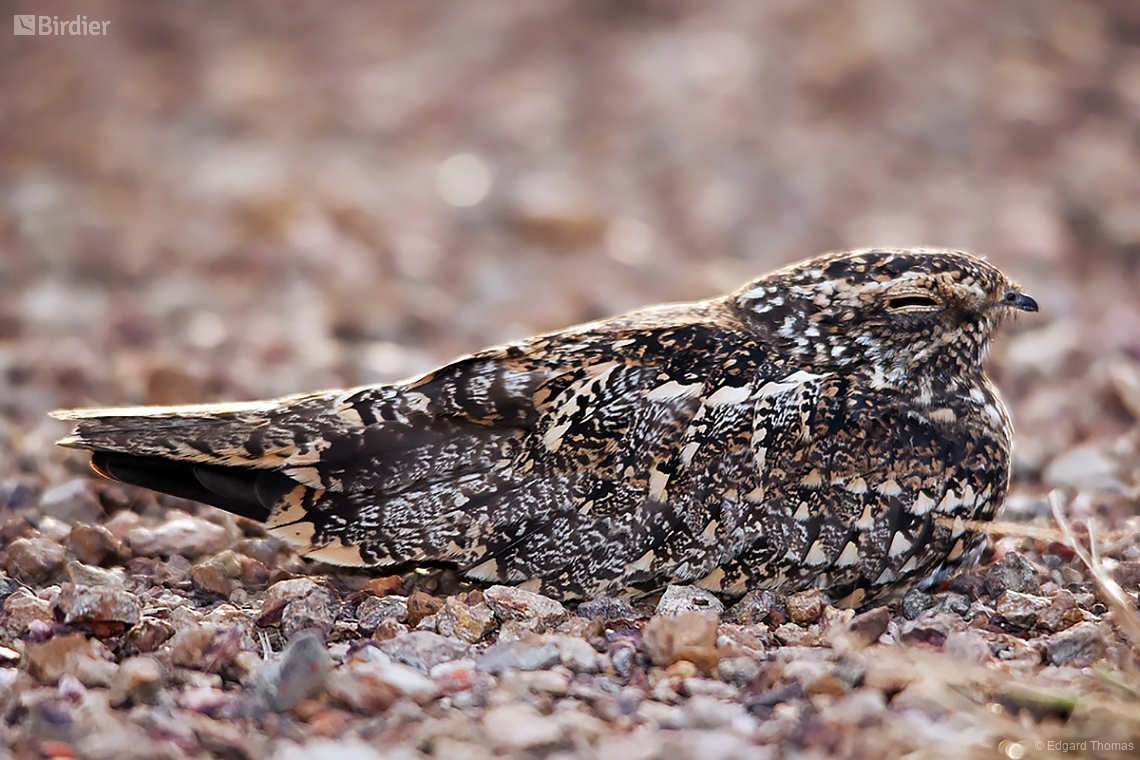 Photos of species Chordeiles pusillus - Birdier