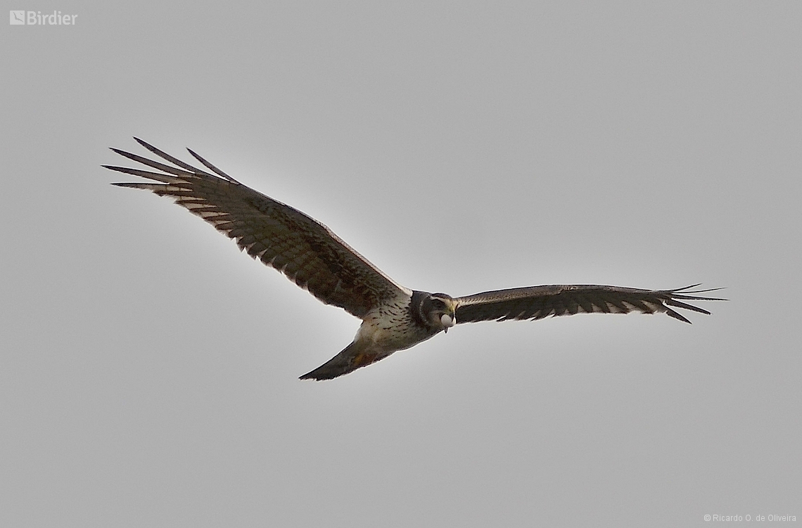 Circus buffoni (Long-winged Harrier) by Ricardo O. de Oliveira • Birdier