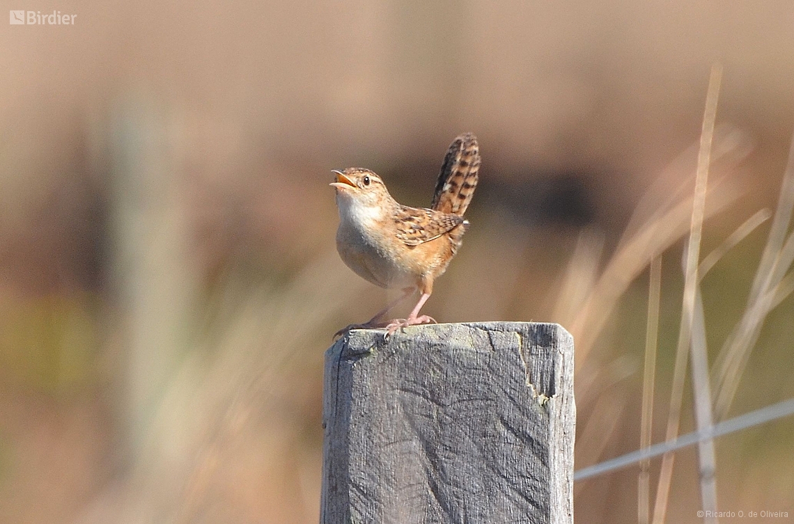 Cistothorus platensis (Grass Wren) by Ricardo O. de Oliveira • Birdier