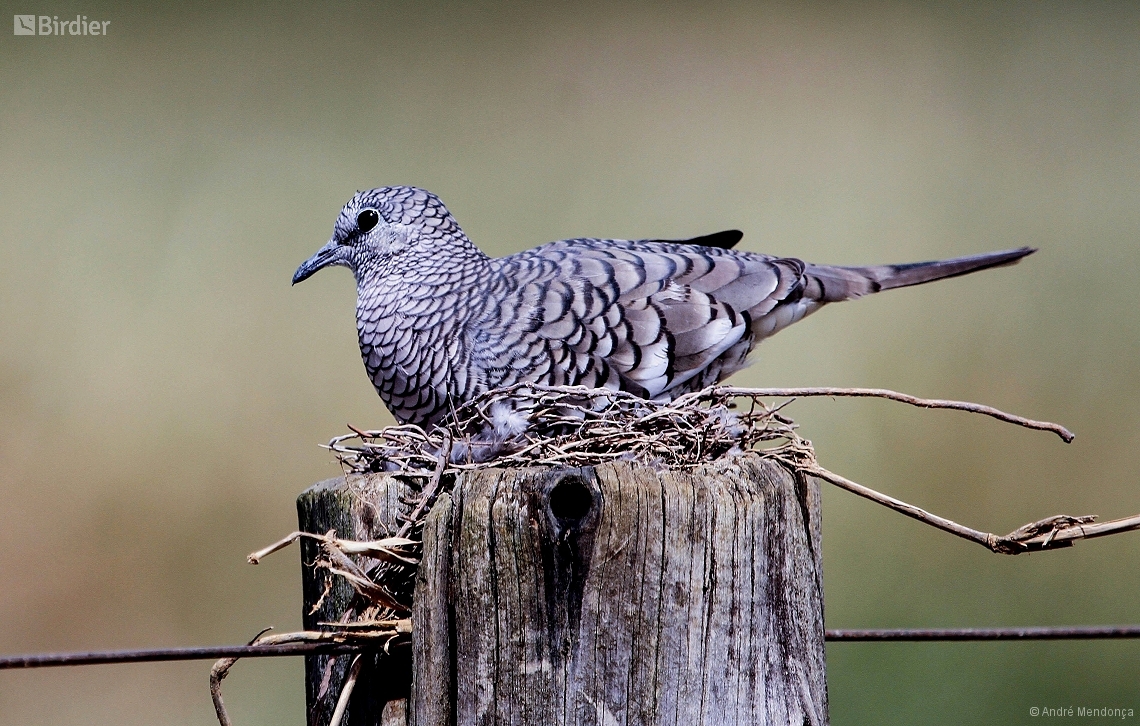 Columbina squammata (Scaled Dove) by André Mendonça • Birdier