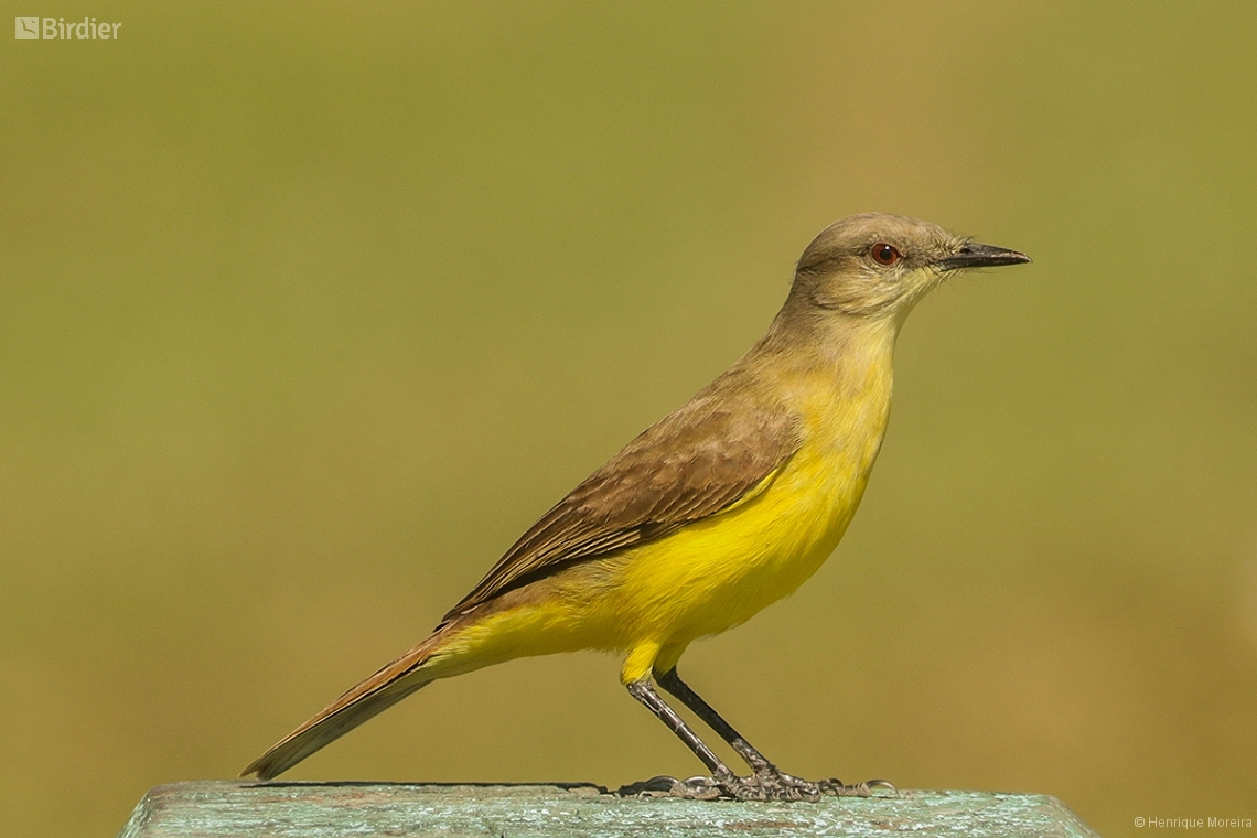 Machetornis rixosa (Cattle Tyrant) by Henrique Moreira • Birdier