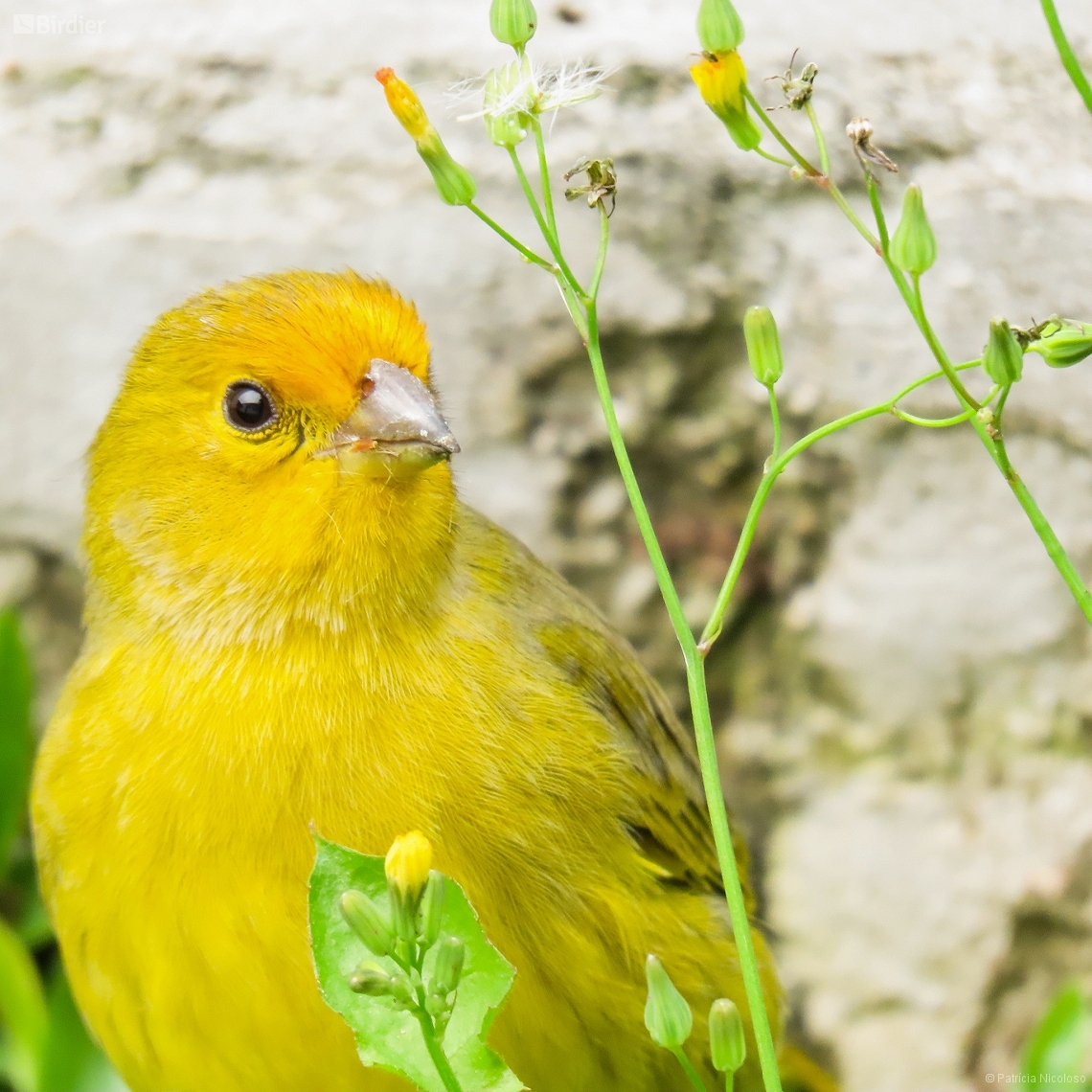 Photos of species Sicalis flaveola - Birdier