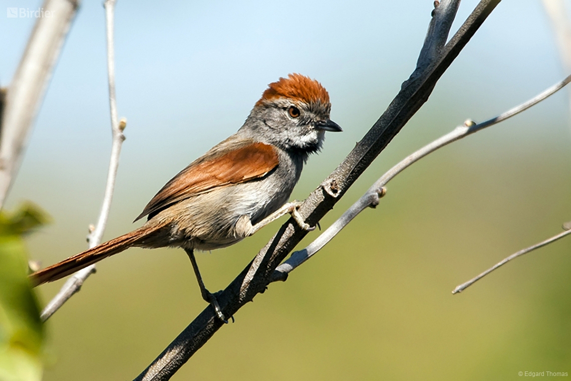Photos of species Synallaxis frontalis - Birdier