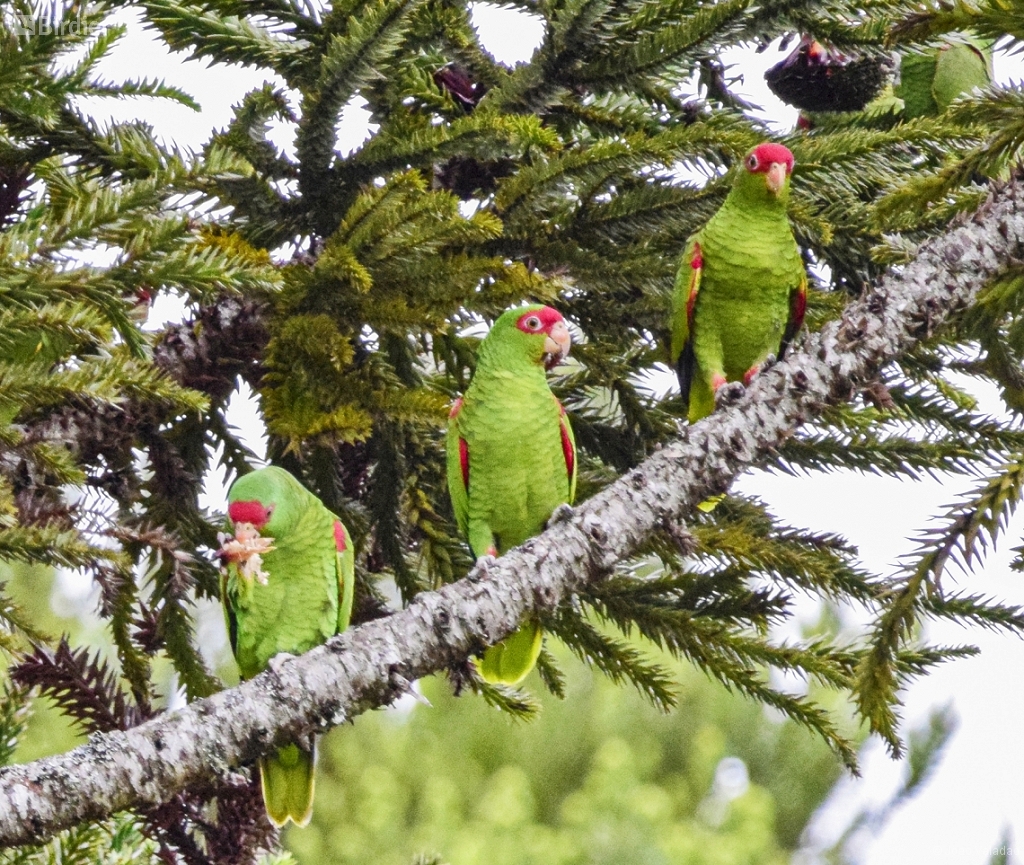 Amazona pretrei (Red-spectacled Amazon) by Joao Valadao • Birdier