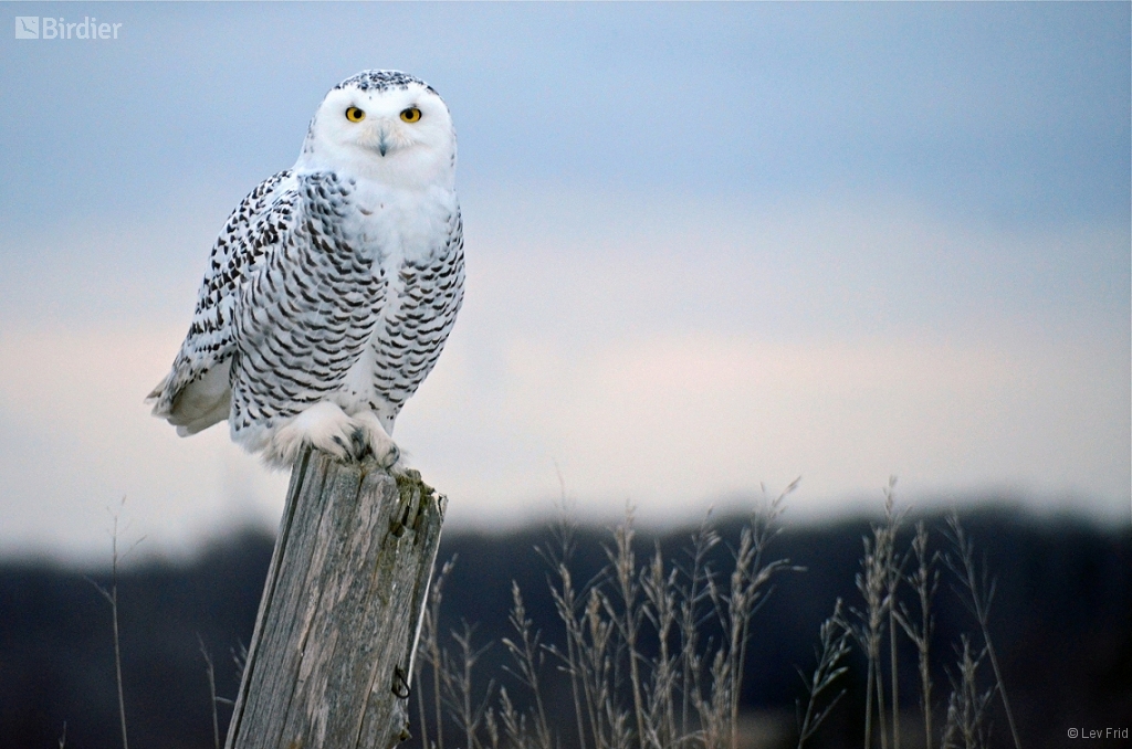 Bubo scandiacus (Snowy Owl) by Lev Frid • Birdier