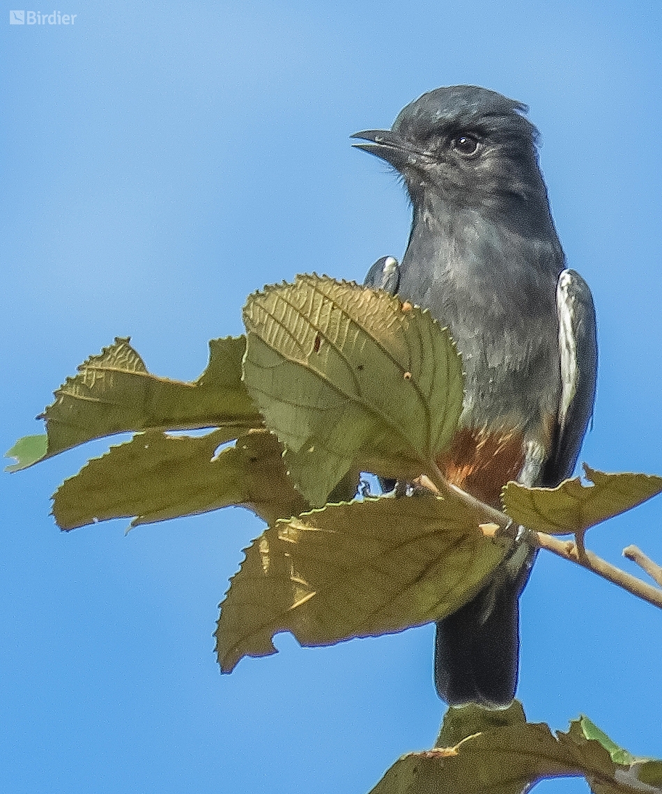Chelidoptera tenebrosa (Swallow-winged Puffbird) by Henrique Moreira ...