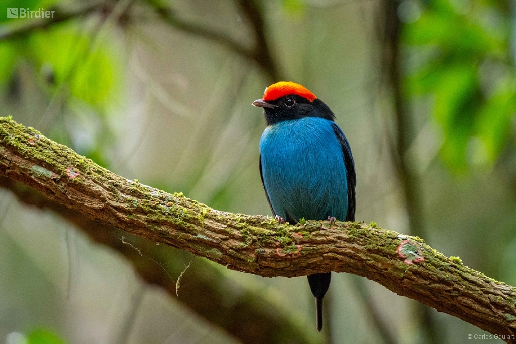Chiroxiphia caudata (Swallow-tailed Manakin) by Carlos Goulart • Birdier