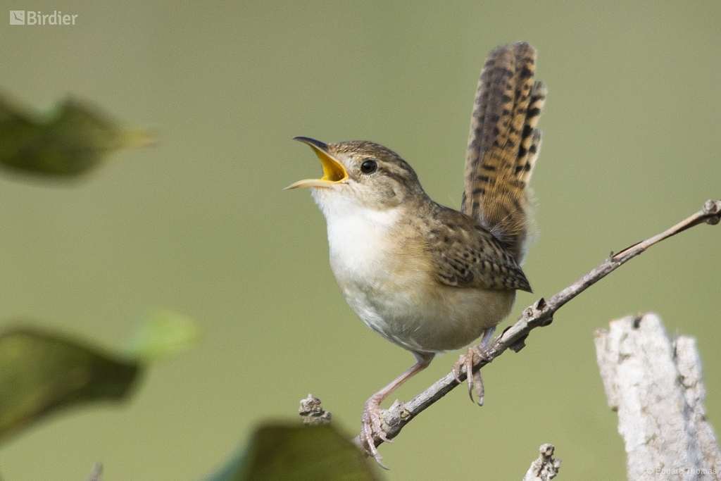 Cistothorus platensis (Grass Wren) by Edgard Thomas • Birdier
