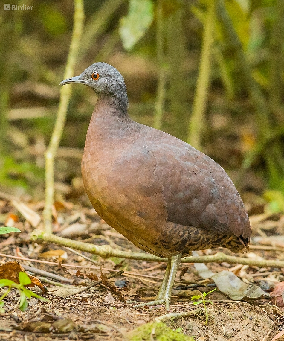 Crypturellus obsoletus (Brown Tinamou) by Henrique Moreira • Birdier