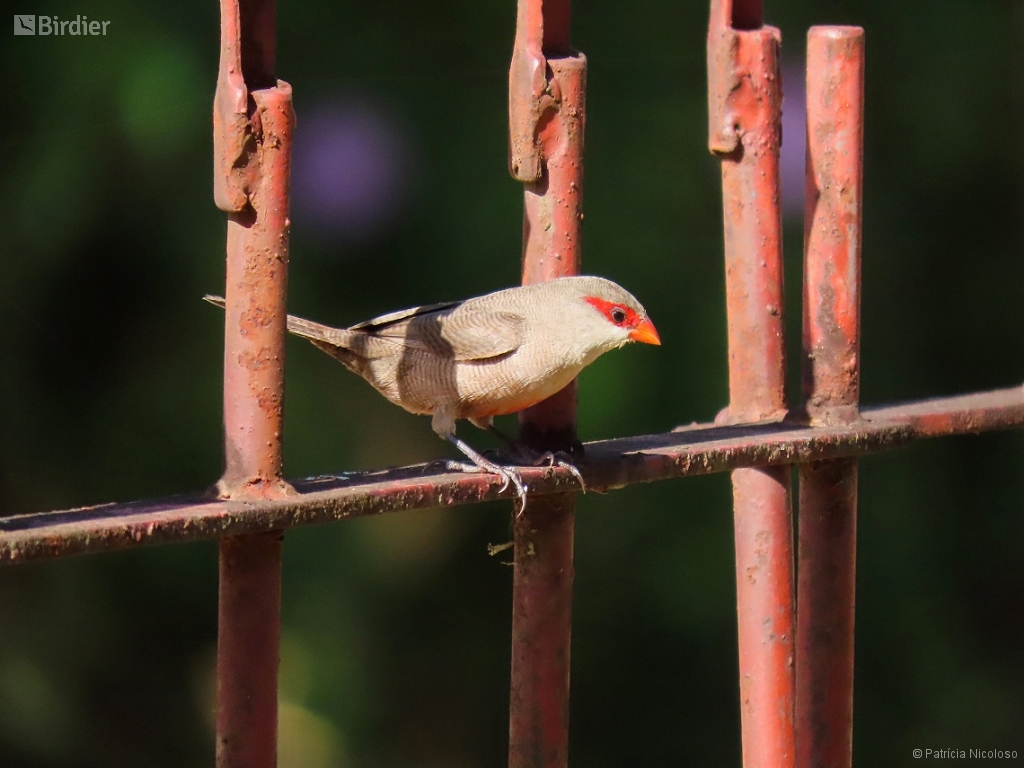 Estrilda astrild (Common Waxbill) by Patrícia Nicoloso • Birdier