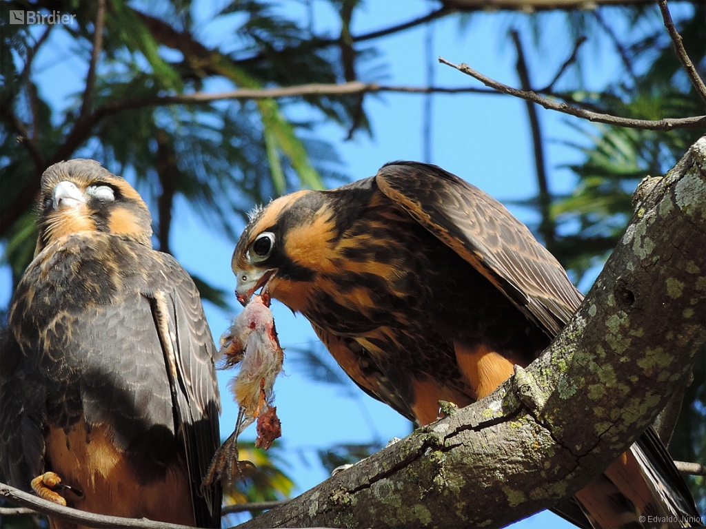 Falco femoralis (Aplomado Falcon) by Edvaldo Júnior • Birdier