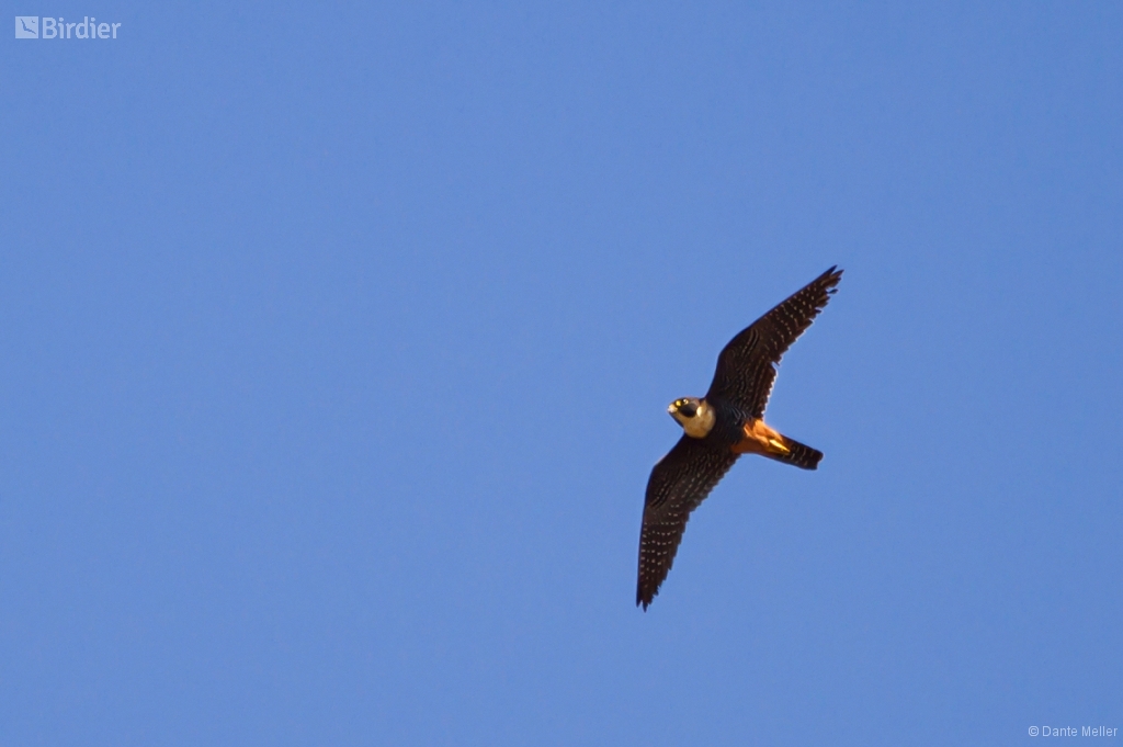 Falco rufigularis (Bat Falcon) by Dante Meller • Birdier