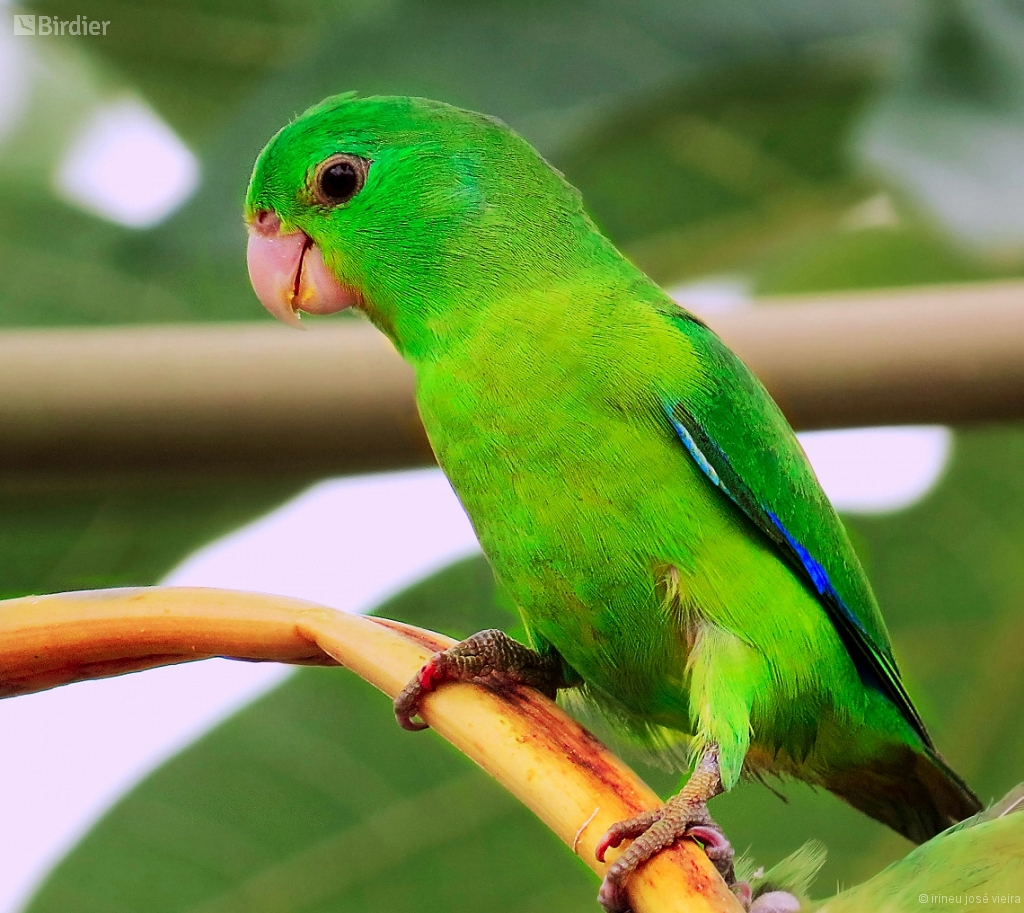 Forpus xanthopterygius (Cobalt-rumped Parrotlet) by irineu josé vieira ...