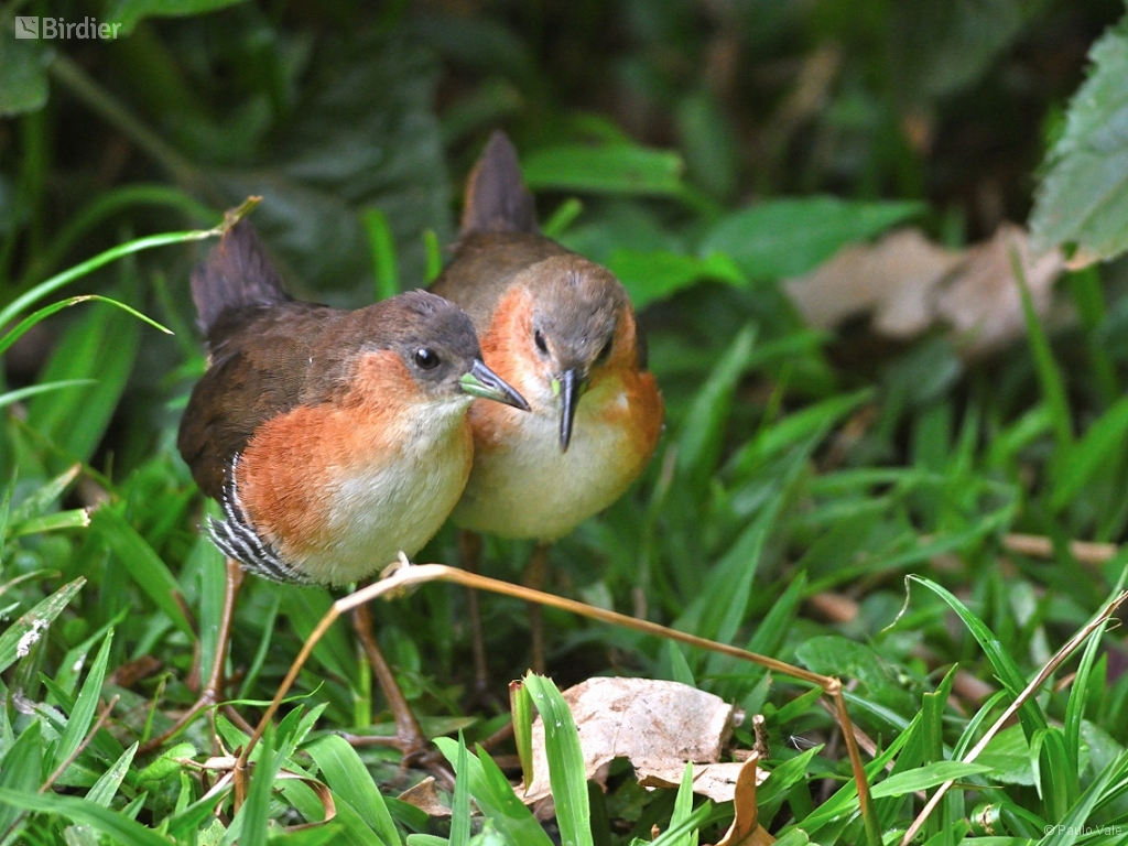 Laterallus melanophaius (Rufous-sided Crake) by Paulo Vale • Birdier