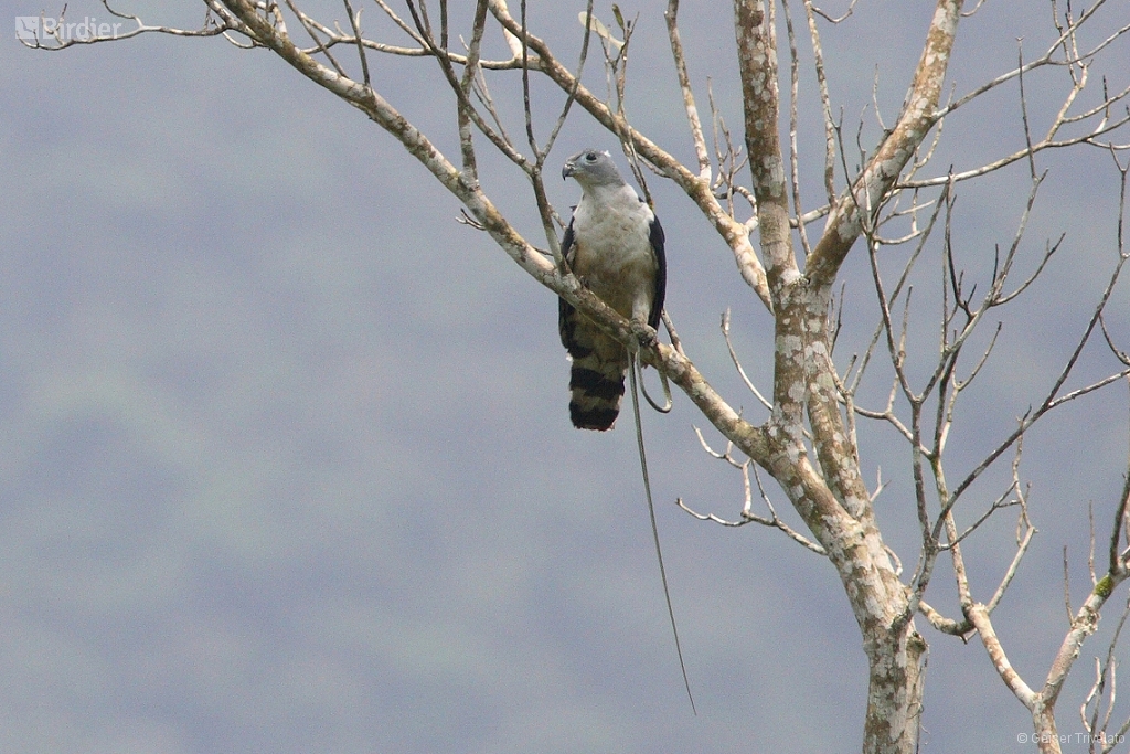 Leptodon cayanensis (Gray-headed Kite) by Geiser Trivelato • Birdier