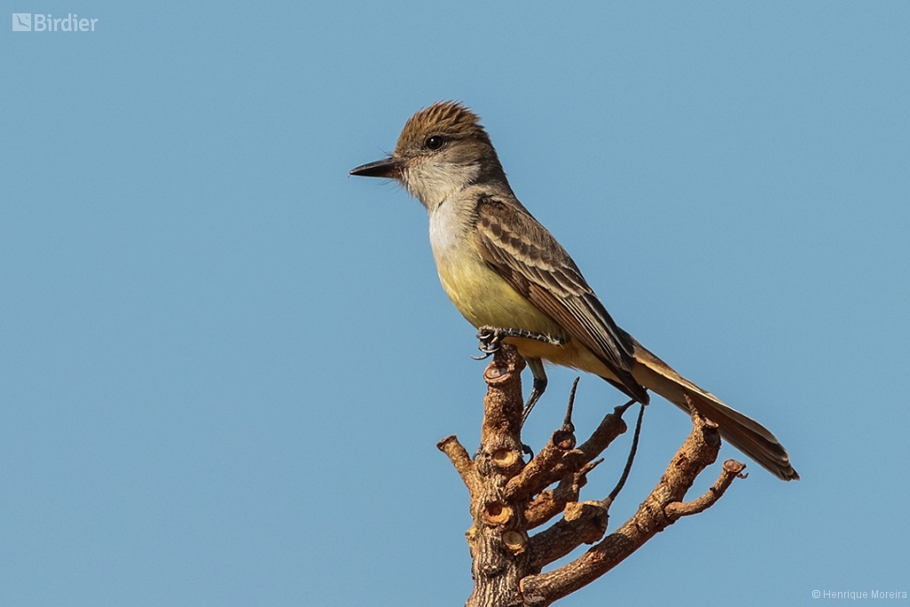 Myiarchus ferox (Short-crested Flycatcher) by Henrique Moreira • Birdier