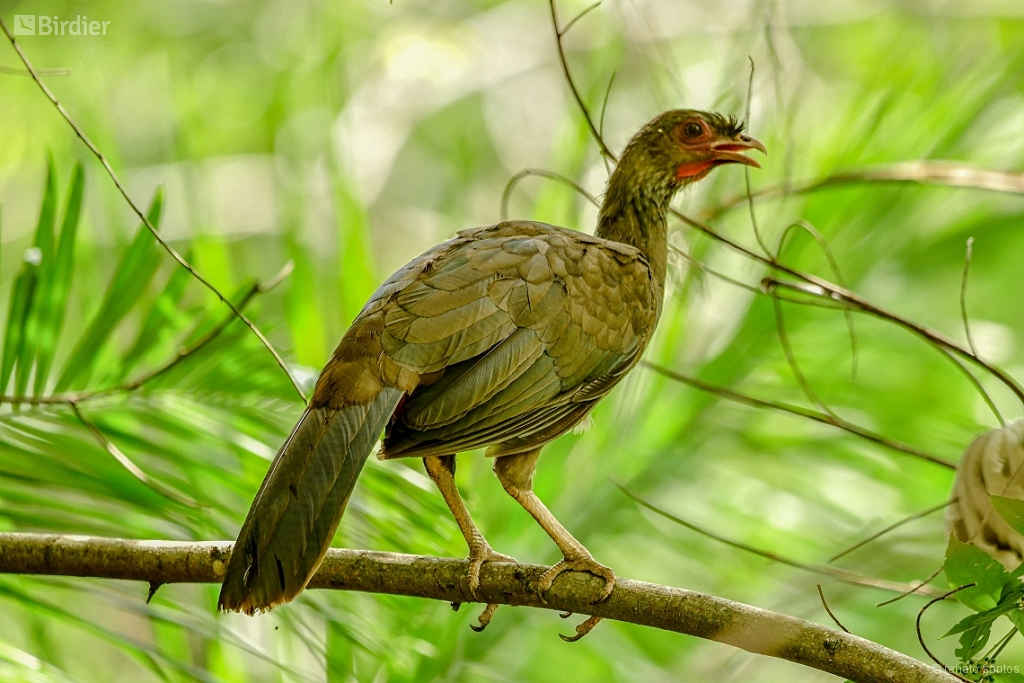 Ortalis canicollis (Chaco Chachalaca) by renato santos • Birdier