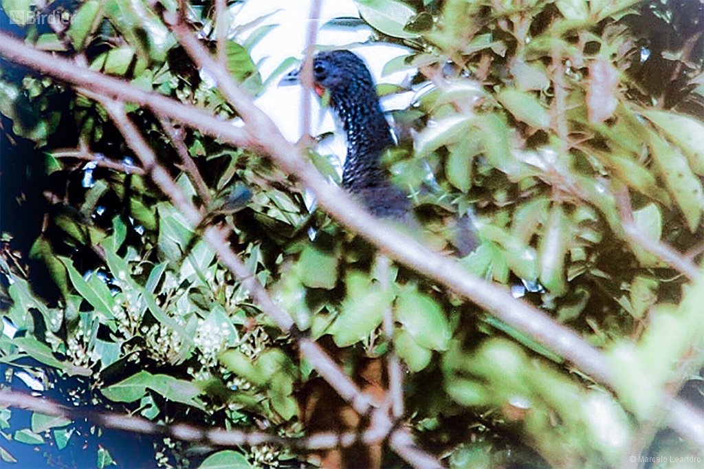 Ortalis remota (Pinto's Chachalaca) by Marcelo Leandro • Birdier