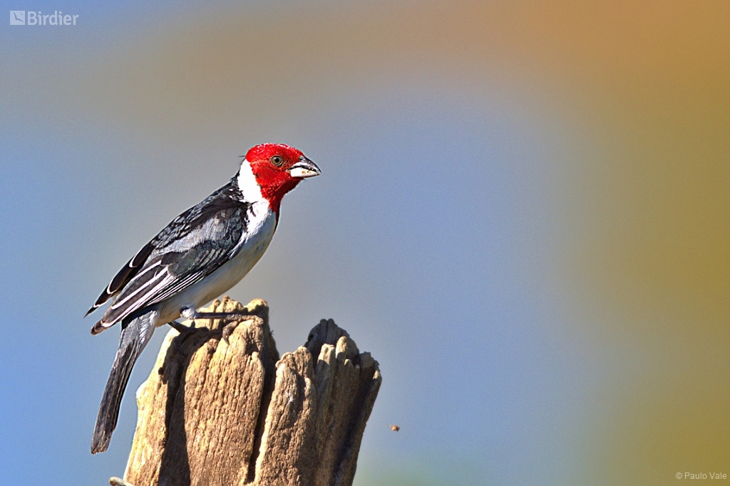 Paroaria dominicana (Red-cowled Cardinal) by Paulo Vale • Birdier