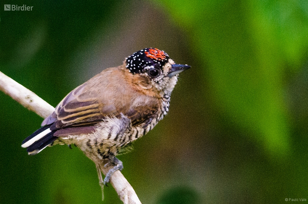Picumnus temminckii (Ochre-collared Piculet) by Paulo Vale • Birdier