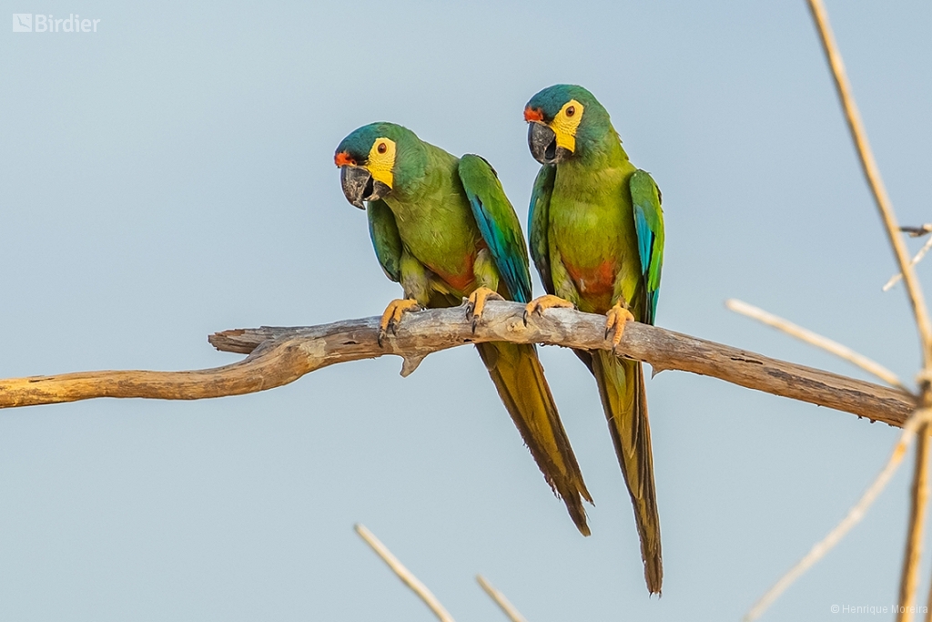 Primolius maracana (Blue-winged Macaw) by Henrique Moreira • Birdier