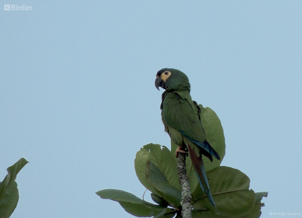 Primolius maracana (Blue-winged Macaw) by Rodrigo Quadros • Birdier