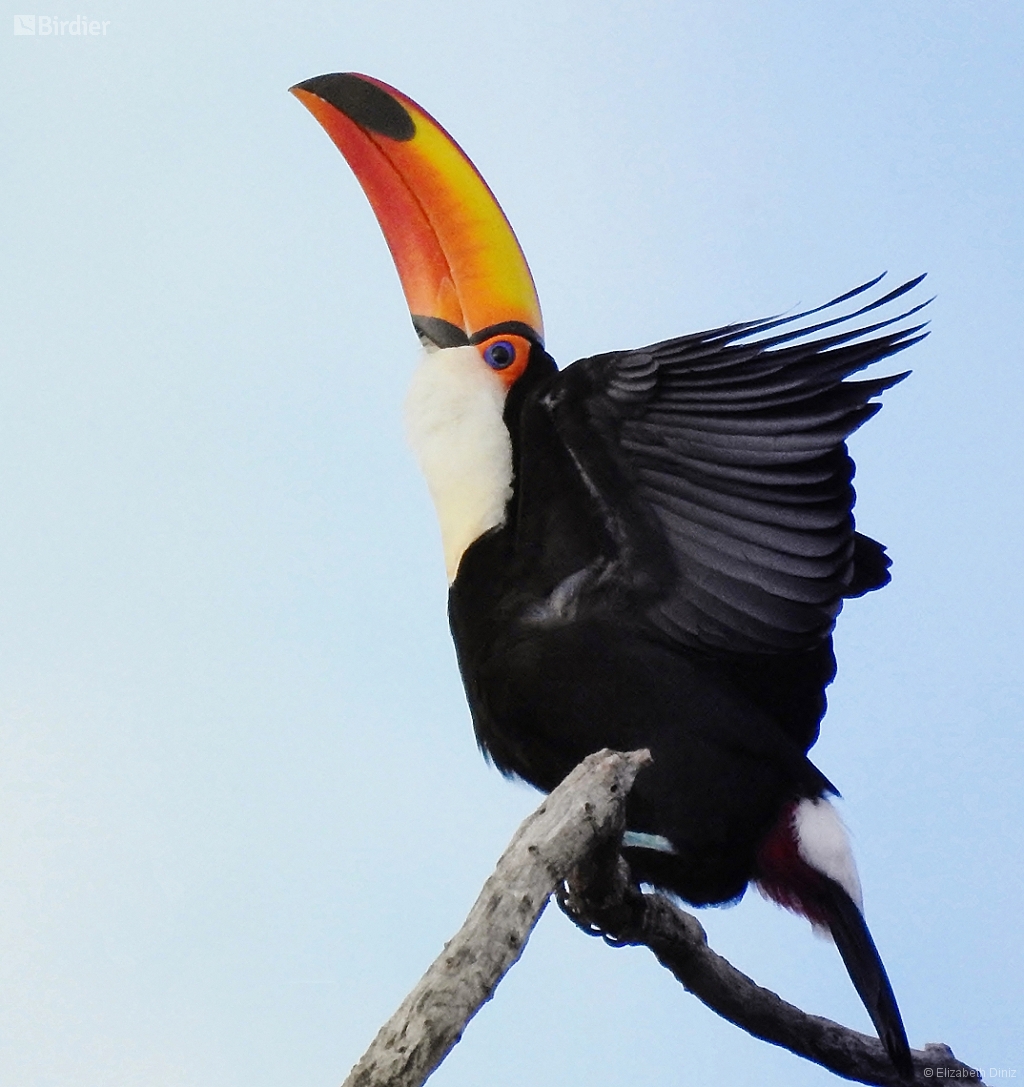 Ramphastos toco (Toco Toucan) by Elizabeth Diniz • Birdier
