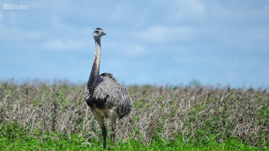 Rhea americana (Greater Rhea) by Paulo Vale • Birdier