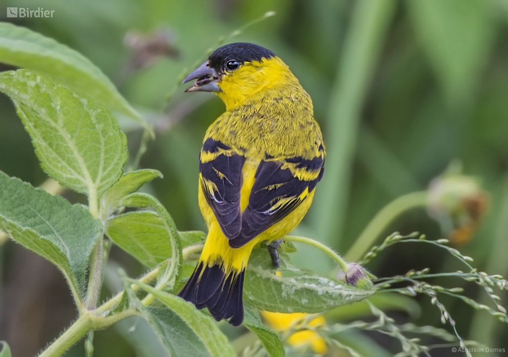 Spinus yarrellii (Yellow-faced Siskin) by Admilson Gomes • Birdier