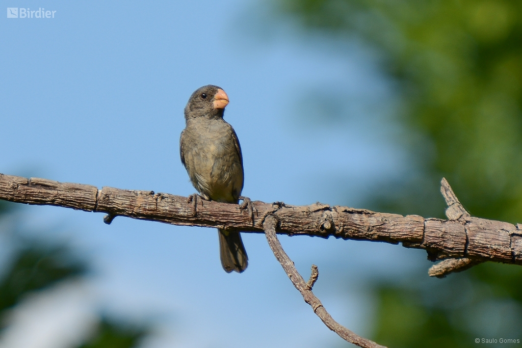 Sporophila intermedia (Gray Seedeater) by Saulo Gomes • Birdier