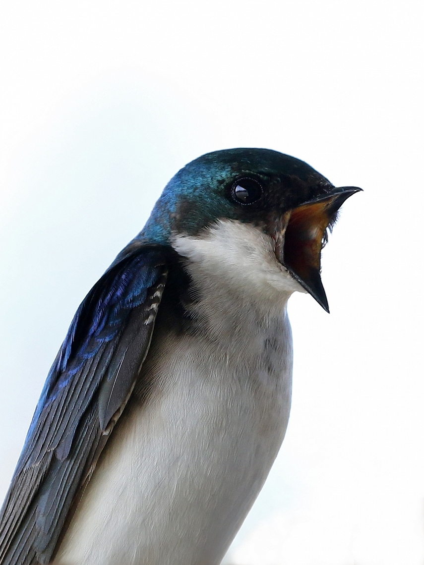 Tachycineta bicolor (Tree Swallow) by Carmen Lúcia Bays Figueiredo ...