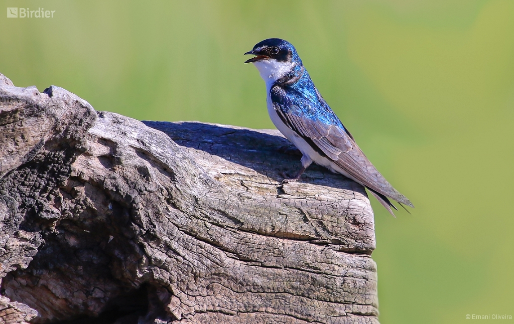 Tachycineta leucorrhoa (White-rumped Swallow) by Ernani Oliveira • Birdier